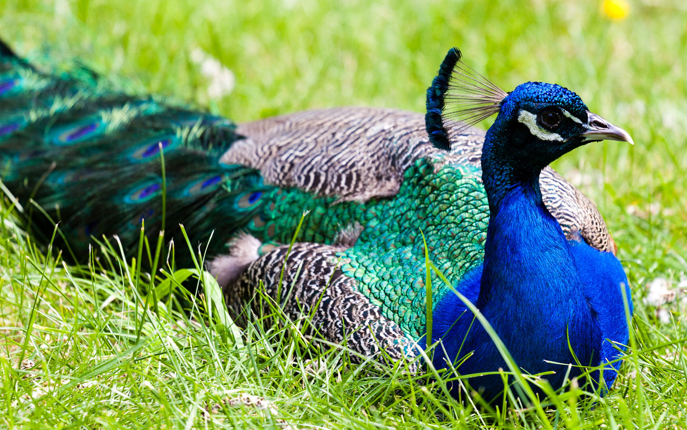 Pfau (Blauer Pfau) - JUNIOR Deutschland