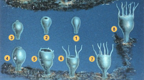 Qualle - JUNIOR Deutschland