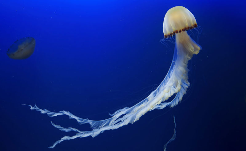 Qualle - JUNIOR Deutschland