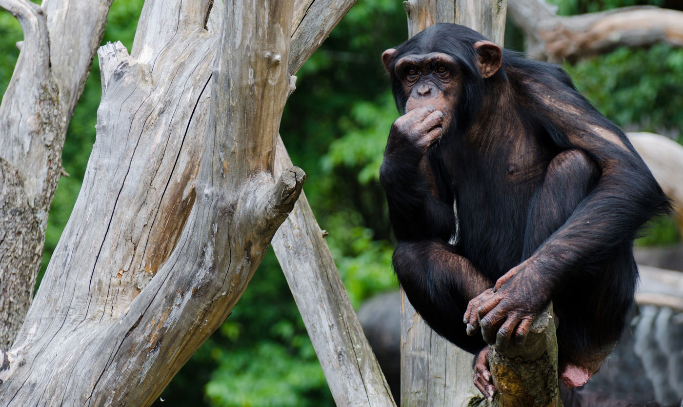 Schimpanse - JUNIOR Deutschland