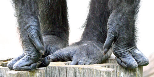 Schimpanse - JUNIOR Deutschland