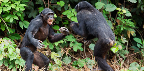 Schimpanse - JUNIOR Deutschland