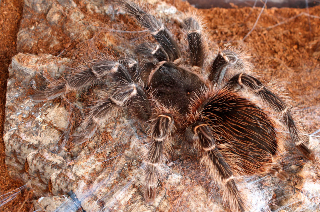 Vogelspinne - JUNIOR Deutschland