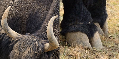 Yak - JUNIOR Deutschland