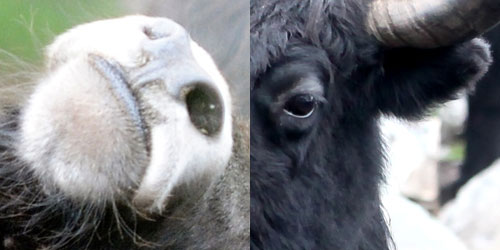 Yak - JUNIOR Deutschland