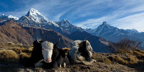 Yak - JUNIOR Deutschland