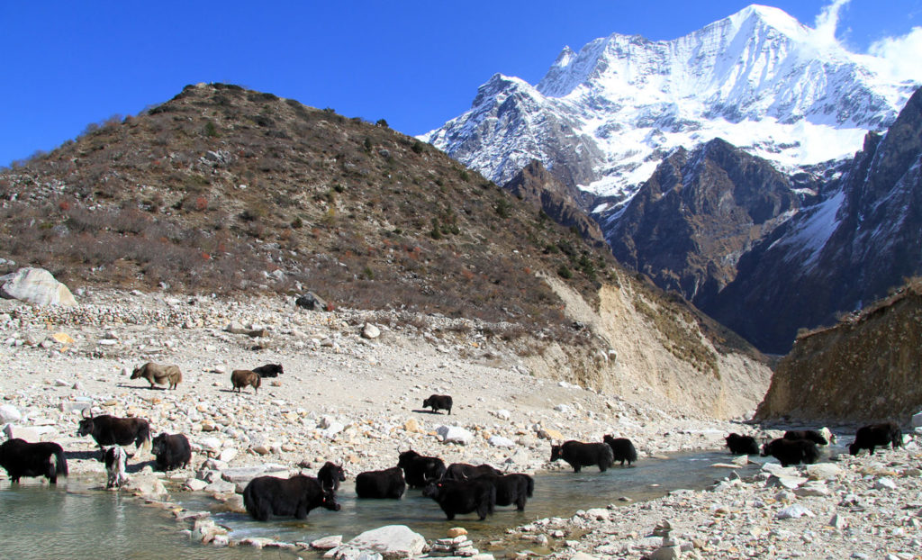 Yak - JUNIOR Deutschland