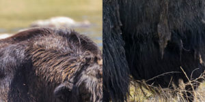 Yak - JUNIOR Deutschland