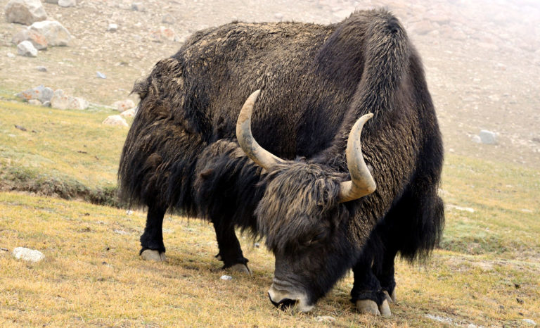 Yak - JUNIOR Deutschland