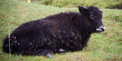 Yak - JUNIOR Deutschland
