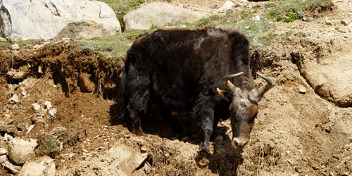 Yak - JUNIOR Deutschland