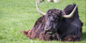 Yak - JUNIOR Deutschland