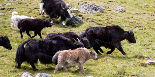 Yak - JUNIOR Deutschland