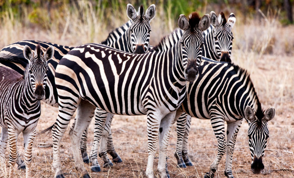 Zebra - JUNIOR Deutschland