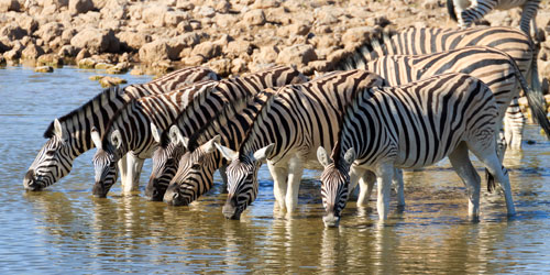 Zebra - JUNIOR Deutschland