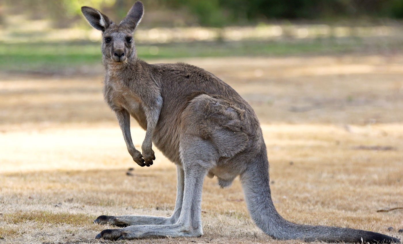 Känguru - JUNIOR Deutschland