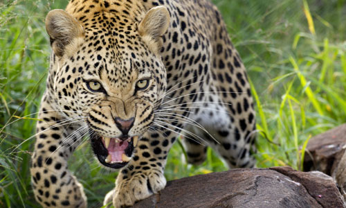 Leopard - JUNIOR Deutschland