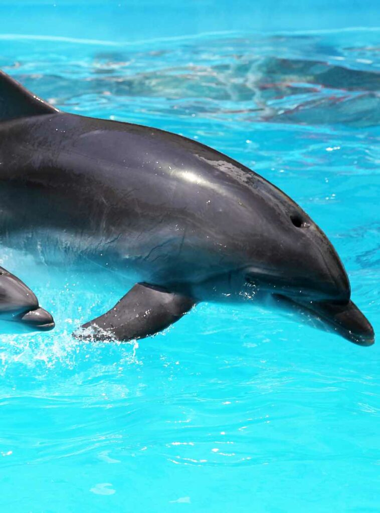 Delfin (Großer Tümmler) - JUNIOR Deutschland