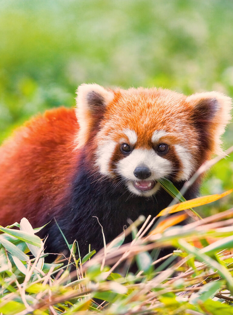 Delfin (Großer Tümmler) - JUNIOR Deutschland